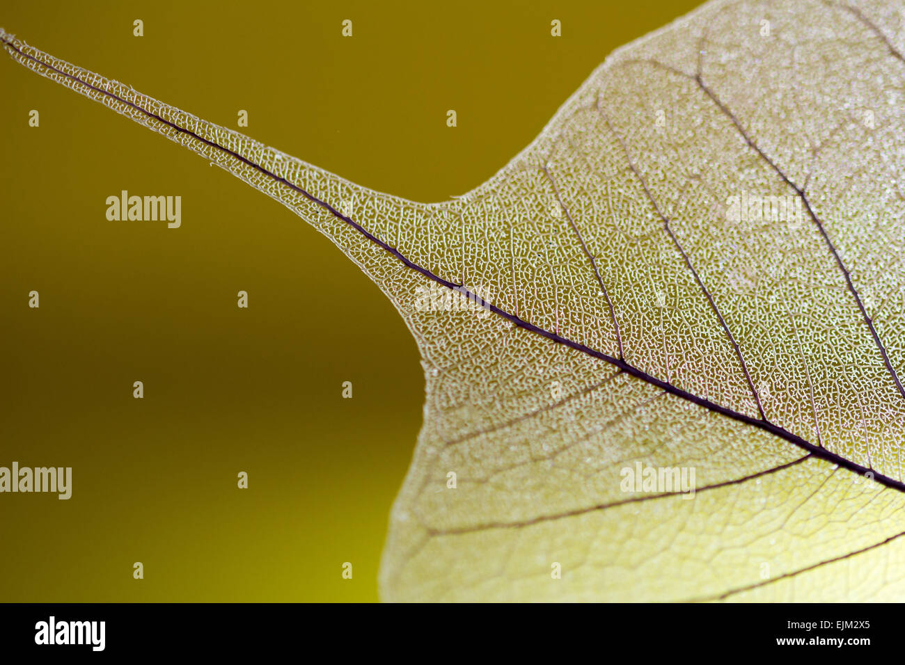 Leaf x ray hi-res stock photography and images - Alamy