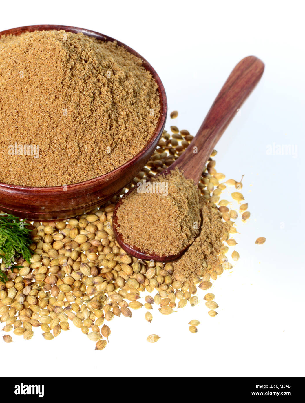Coriander seeds, Fresh Coriander and Powdered coriander isolated on ...