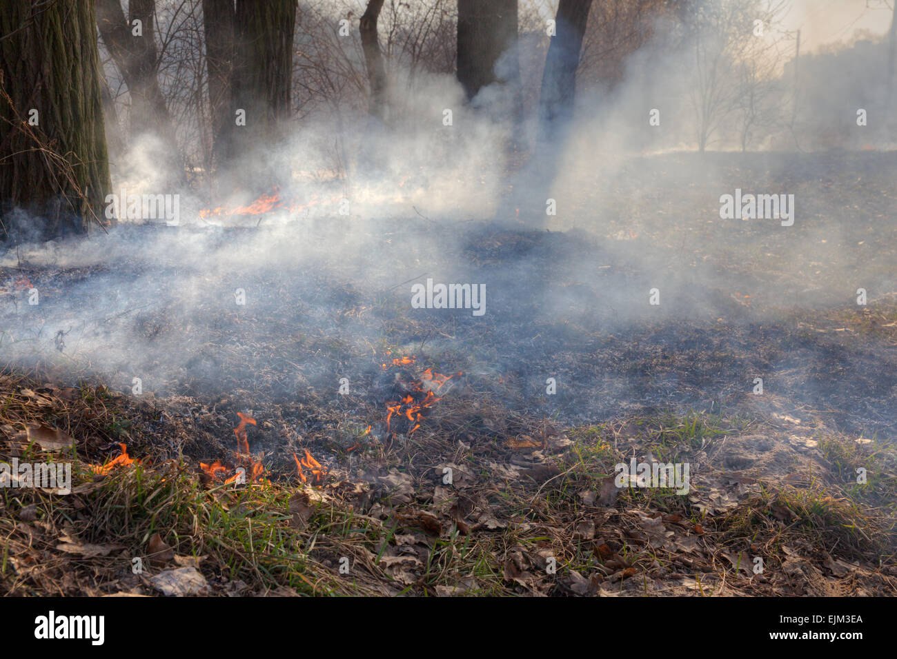 Forest fires - grass and bushes burning in the wood Stock Photo - Alamy