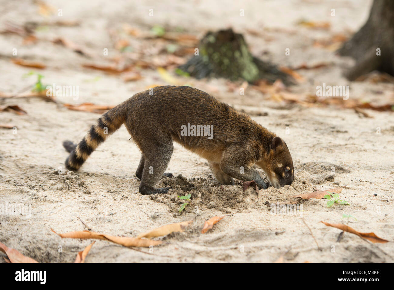 South American coati, or ring-tailed coati, digging for insects, Nasua ...