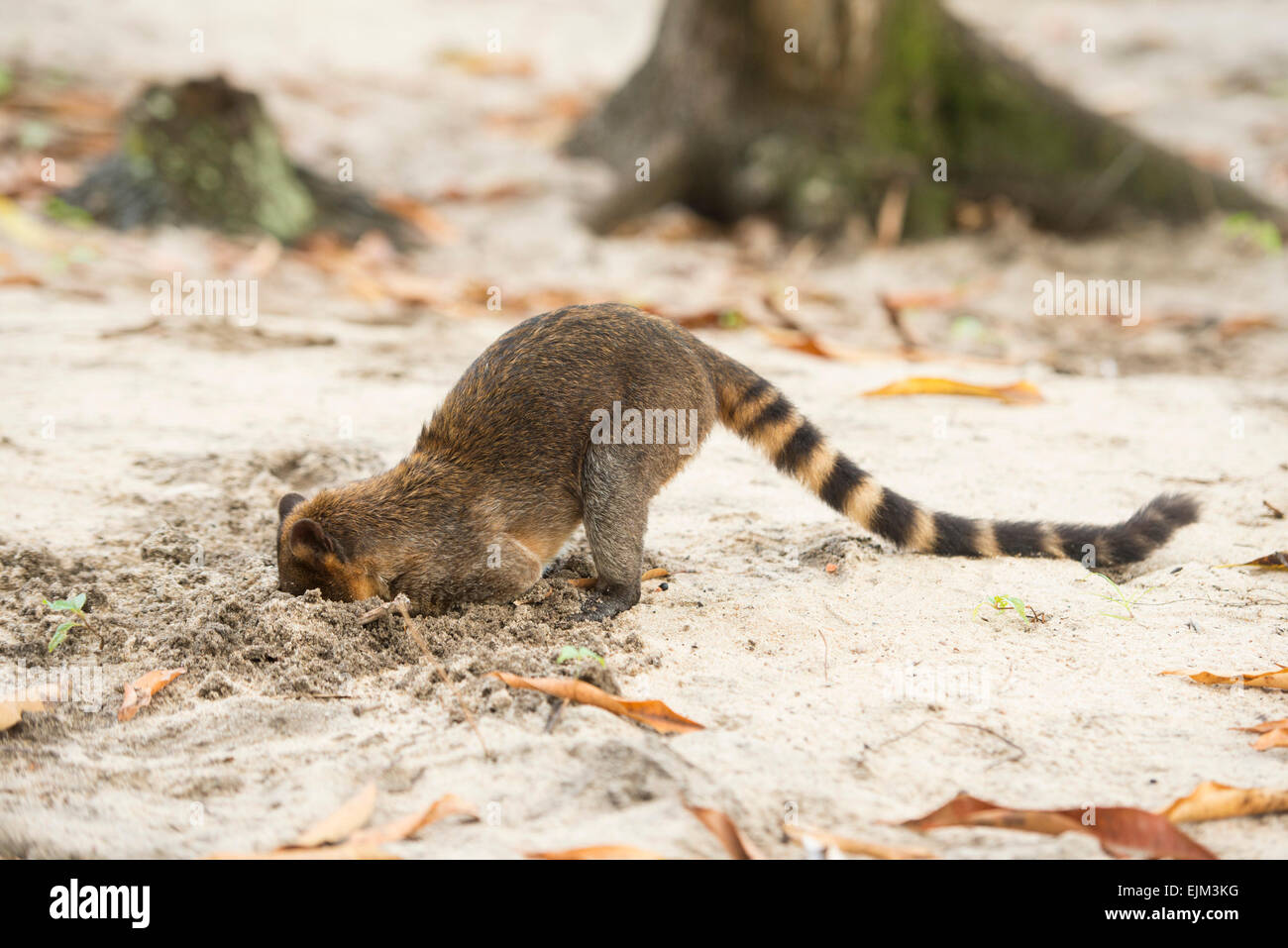 Coati digging hi-res stock photography and images - Alamy