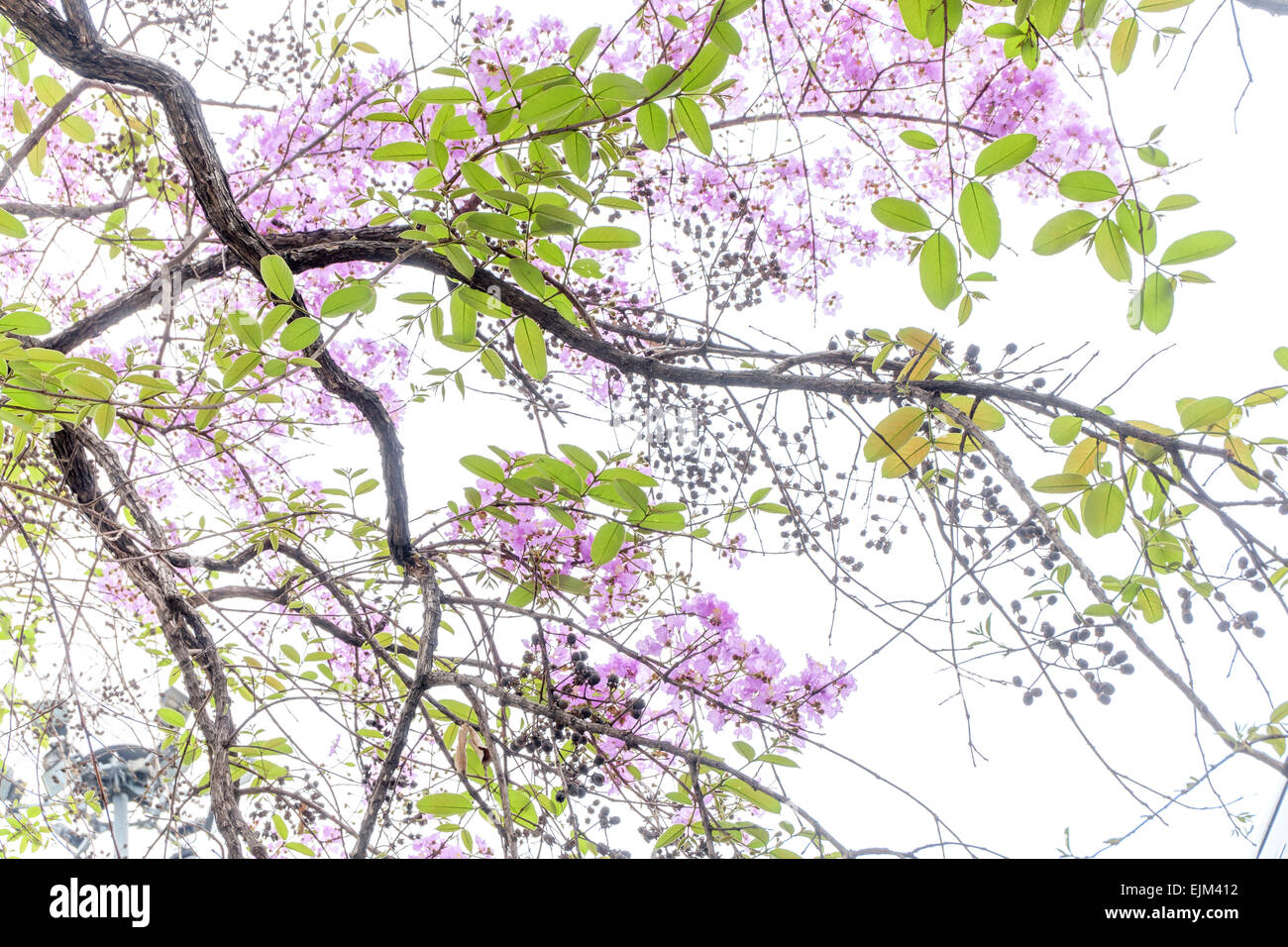 soft focus queen flower on tree Stock Photo - Alamy