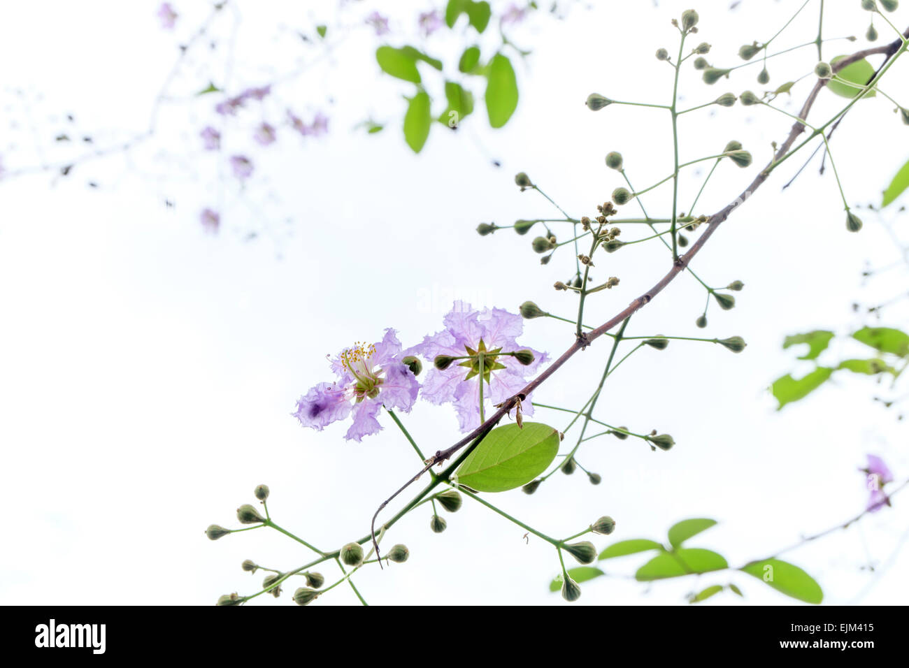 Beauty queen thai hi-res stock photography and images - Alamy