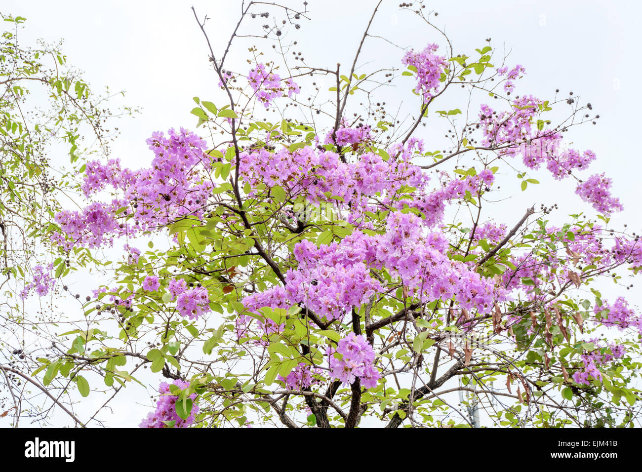 soft focus queen flower on tree Stock Photo - Alamy