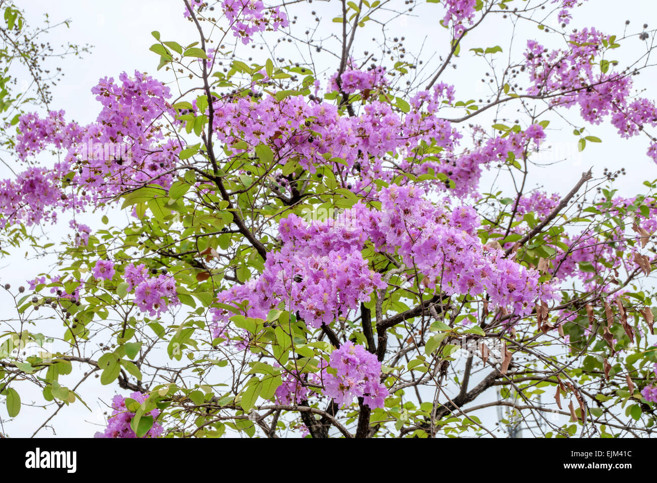 Beauty queen thai hi-res stock photography and images - Alamy