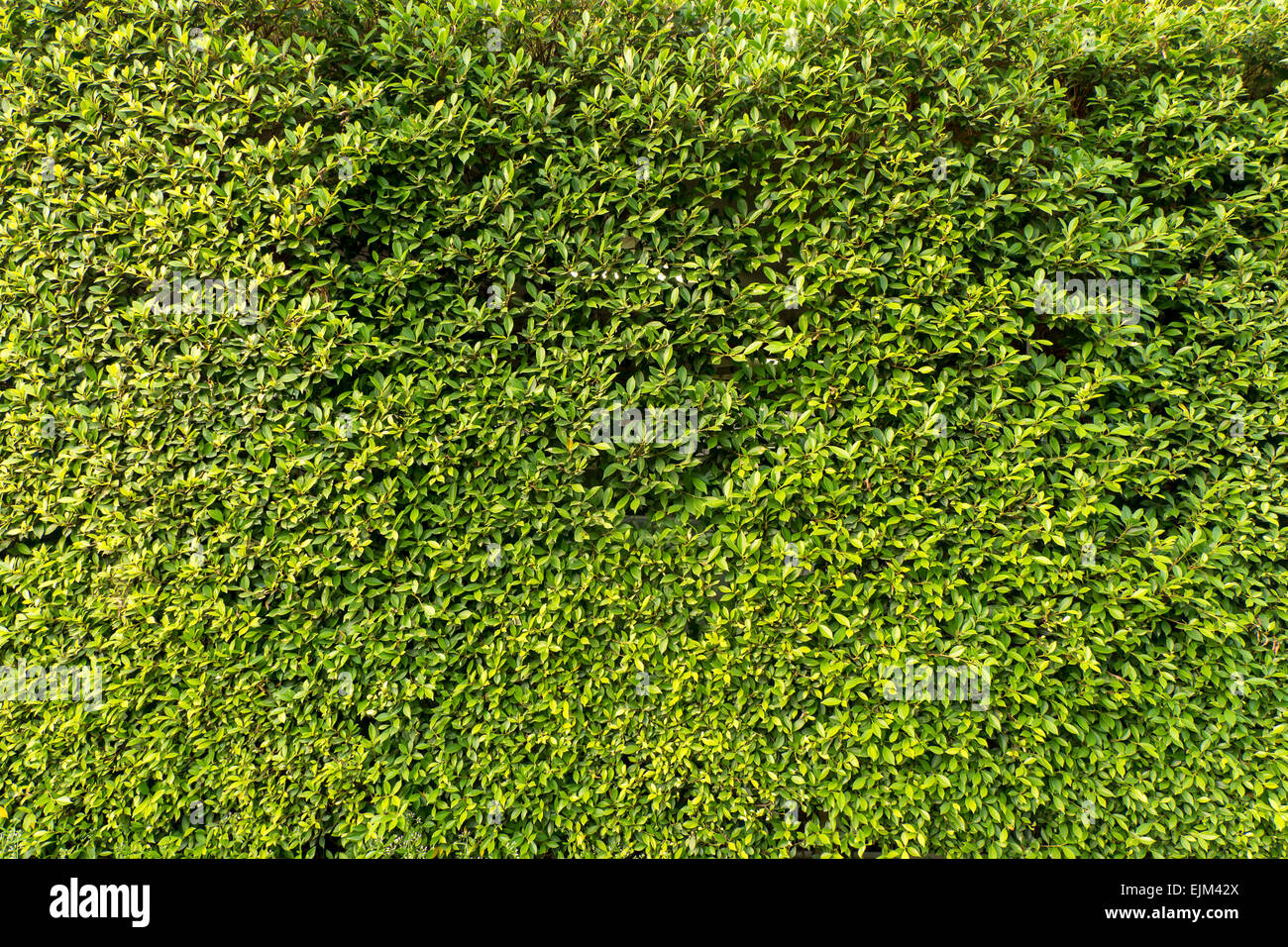 green trees wall nature background Stock Photo - Alamy