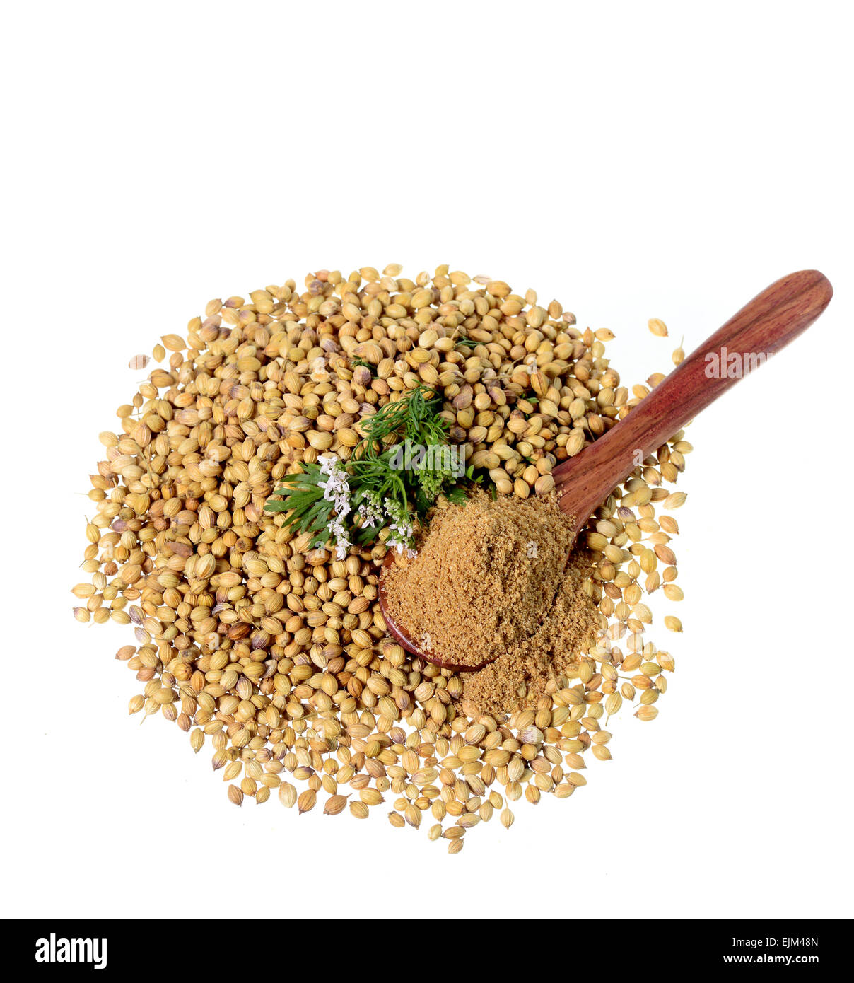 Coriander seeds, Fresh Coriander and Powdered coriander isolated on ...