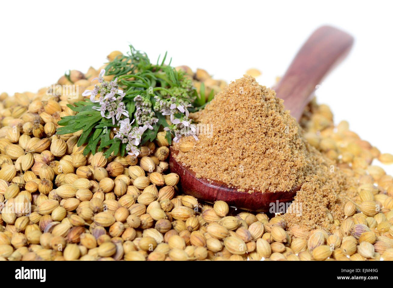Coriander seeds, Fresh Coriander and Powdered coriander isolated on ...