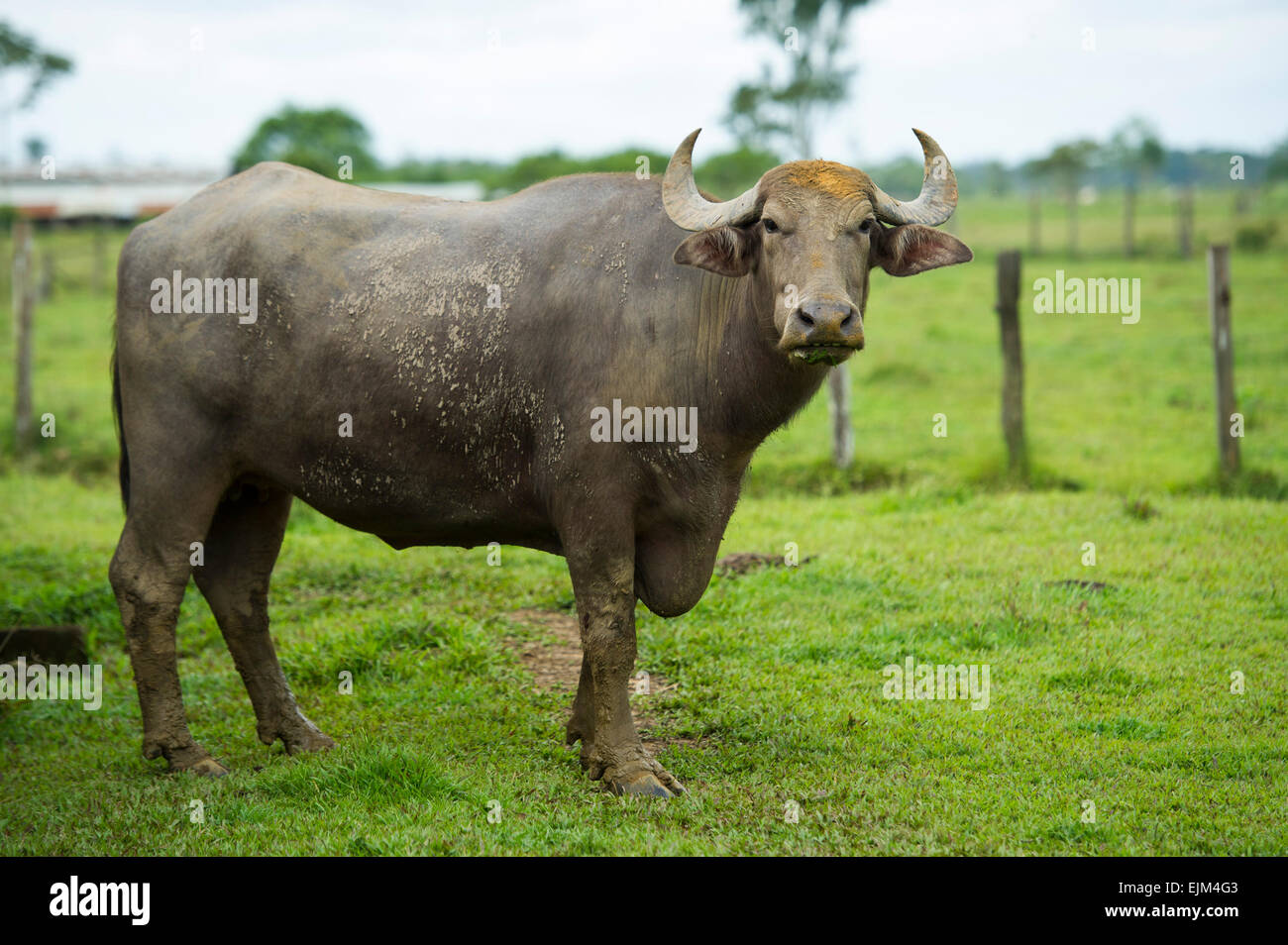 Water buffalo farm, Groningen, Suriname Stock Photo - Alamy