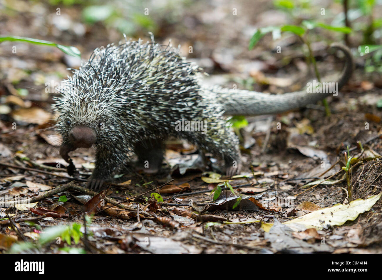Coendou prehensilis hi-res stock photography and images - Alamy