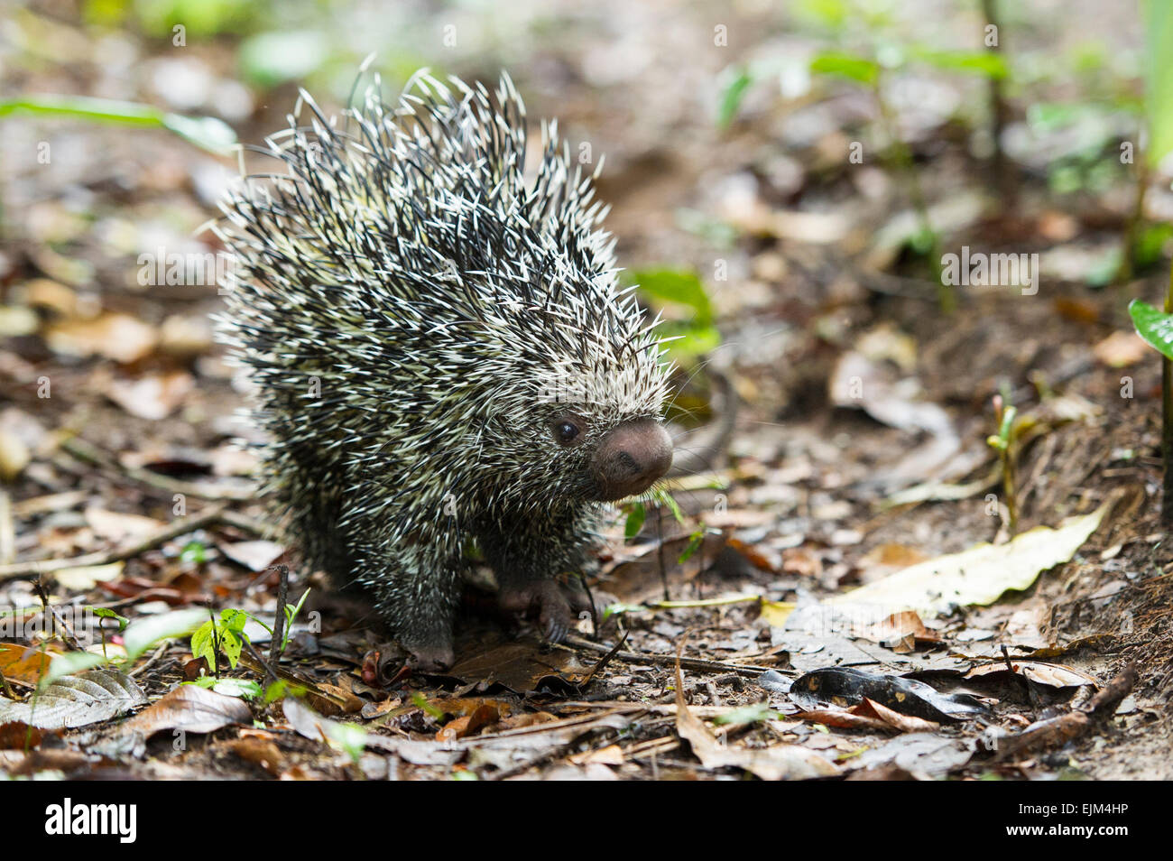 Brazilian porcupine (Coendou prehensilis), Suriname Stock Photo - Alamy