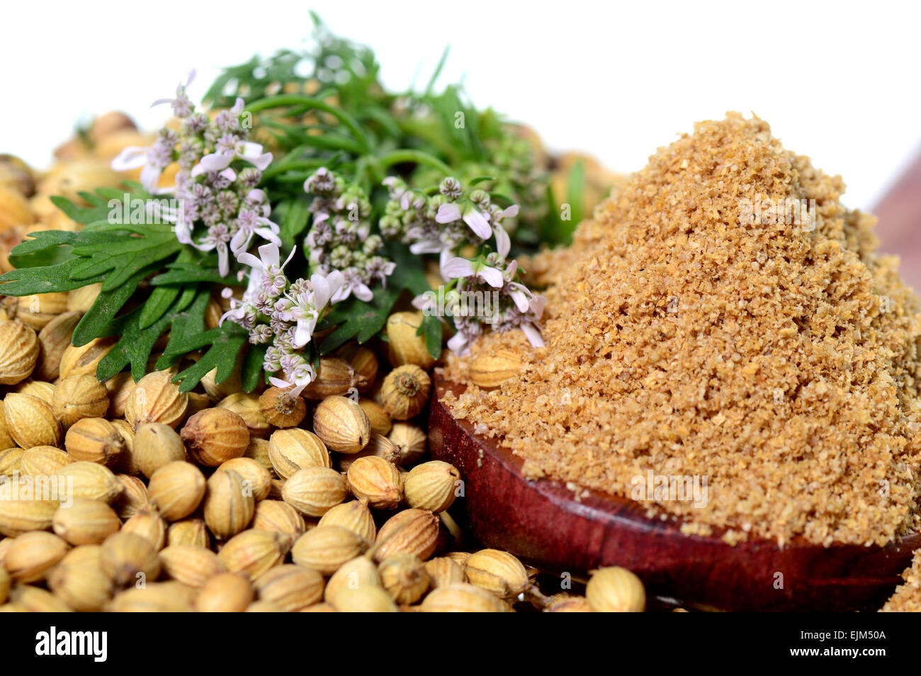 Coriander seeds, Fresh Coriander and Powdered coriander isolated on ...