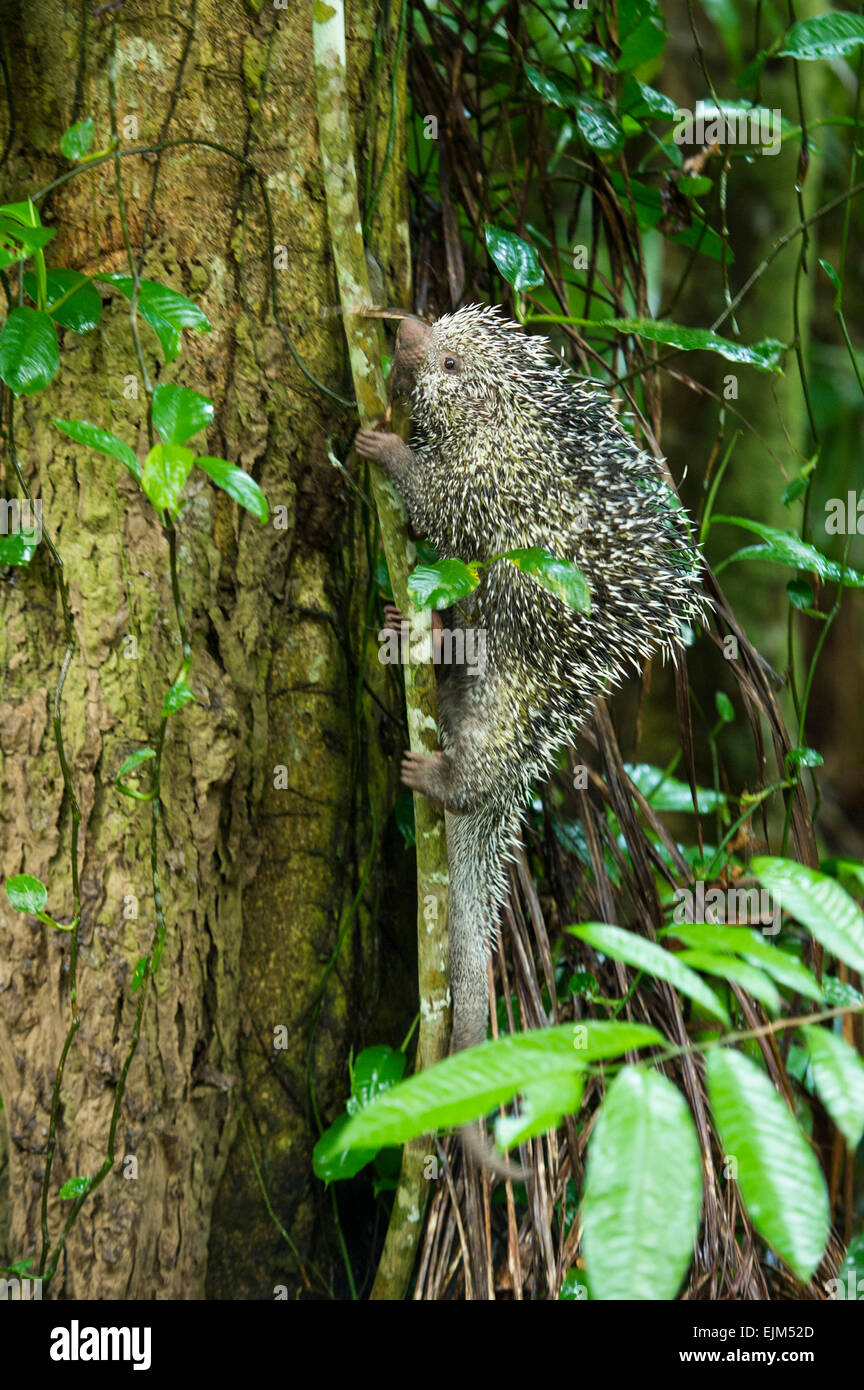 Coendou prehensilis hi-res stock photography and images - Alamy