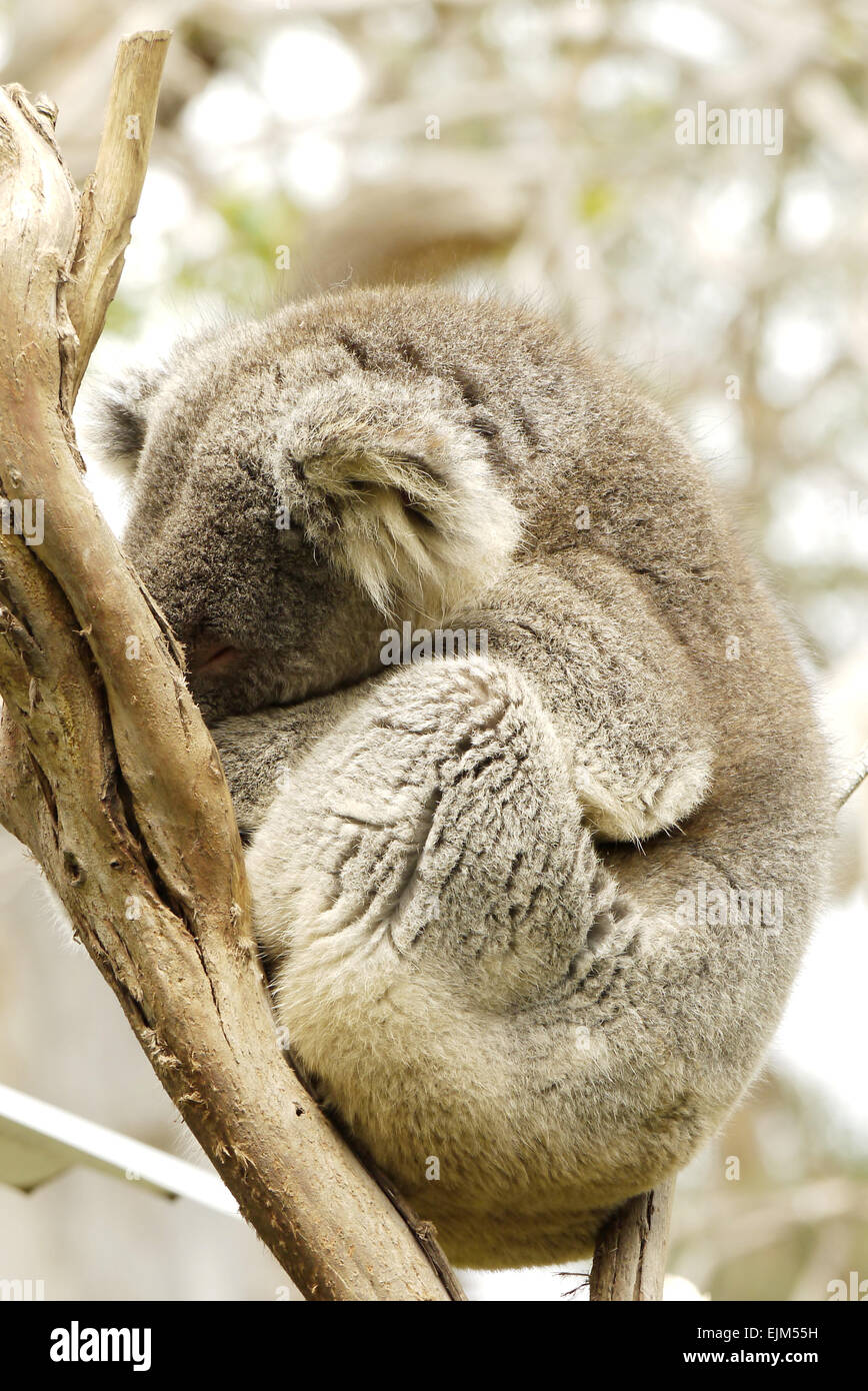 Portrait of a Koala Bear Stock Photo - Alamy