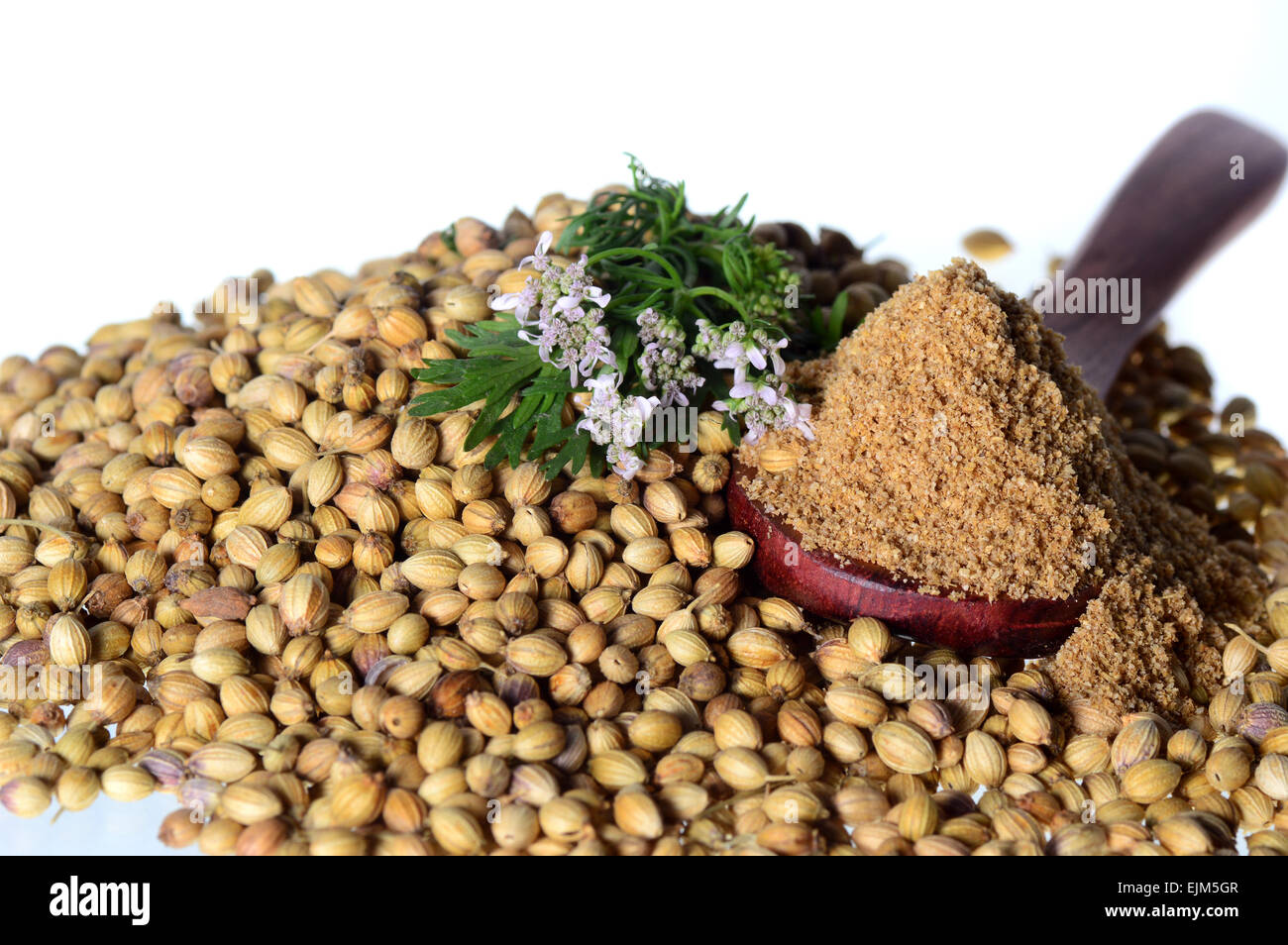 Coriander seeds, Fresh Coriander and Powdered coriander isolated on ...