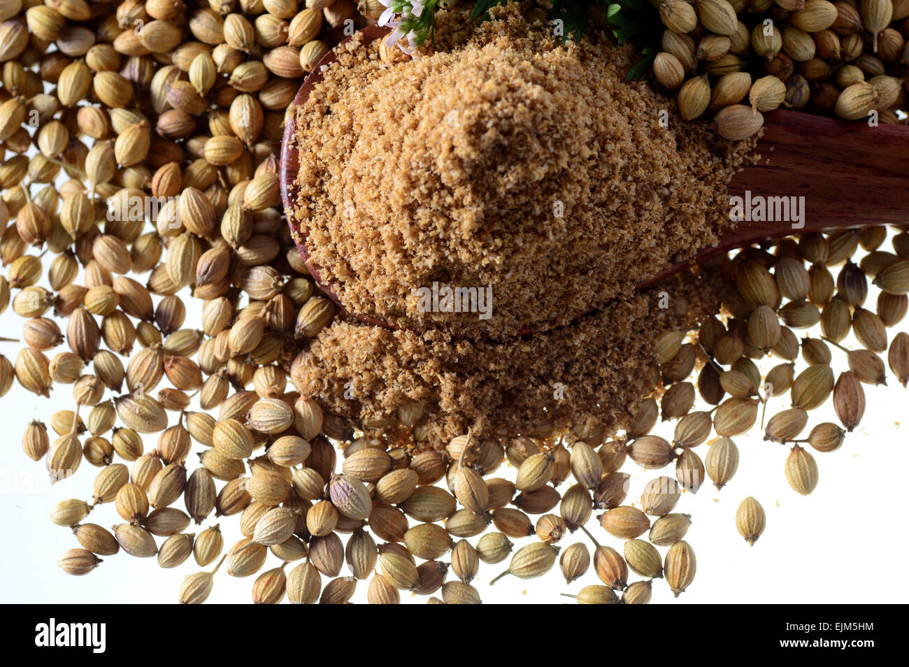 Coriander seeds, Fresh Coriander and Powdered coriander isolated on ...