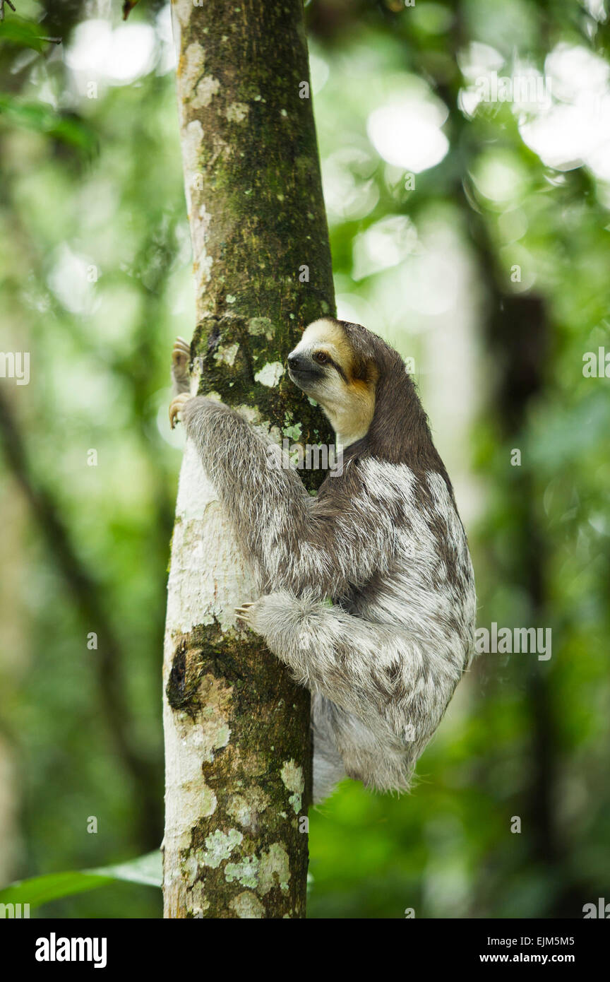 Pale-throated sloth (Bradypus tridactylus), Suriname Stock Photo - Alamy