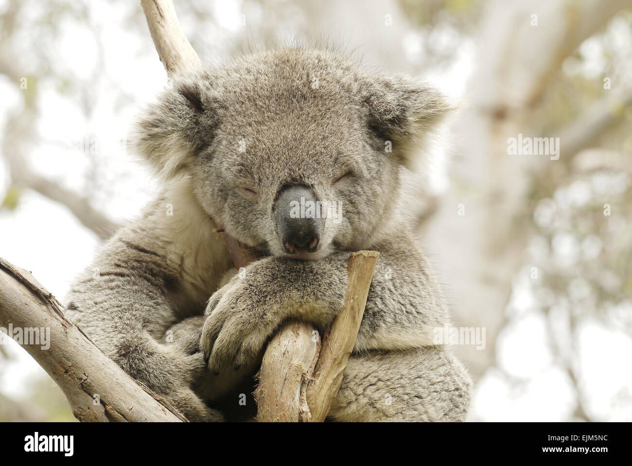 Portrait of a Koala Bear Stock Photo - Alamy