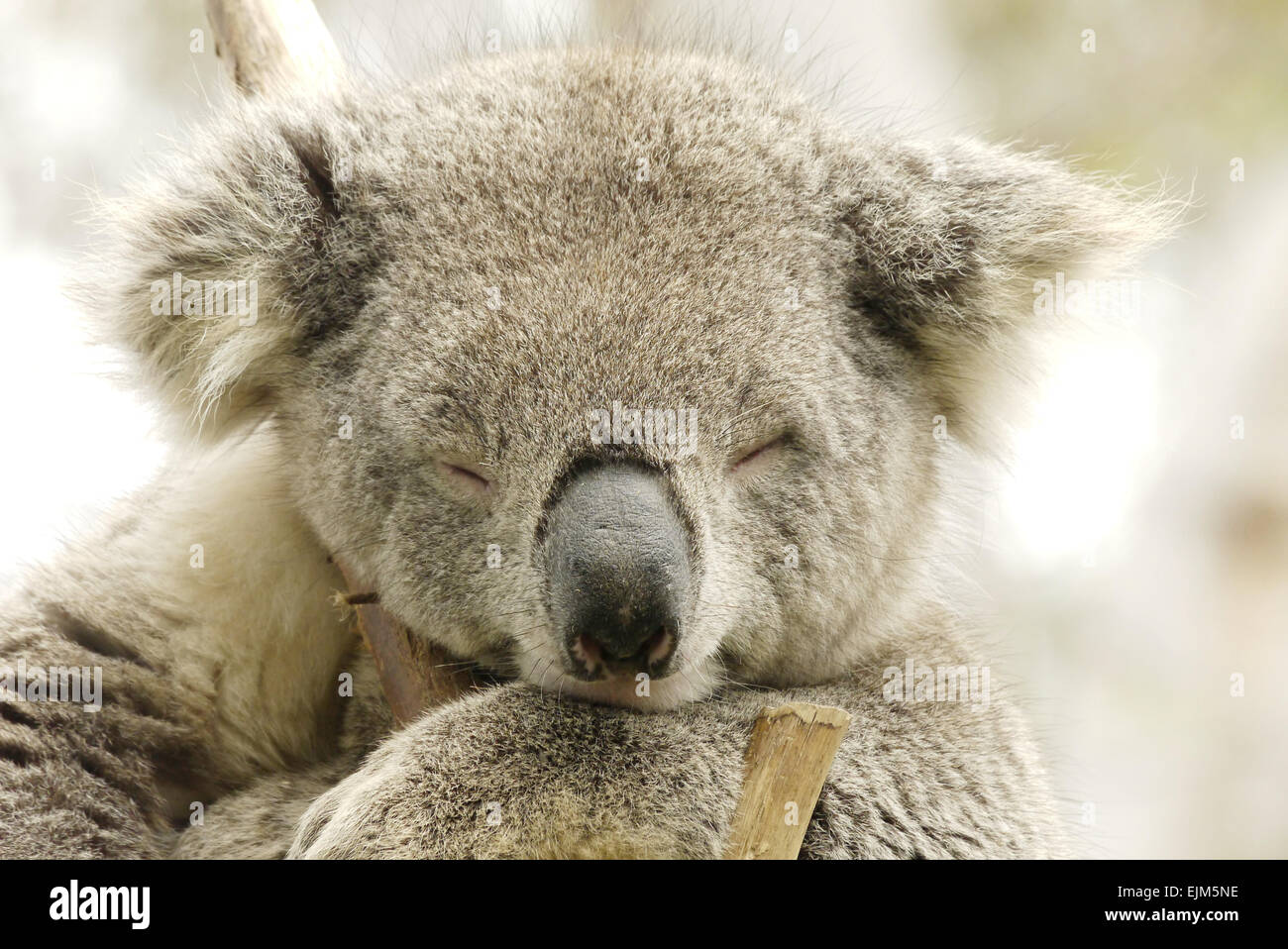 Portrait of a Koala Bear Stock Photo - Alamy