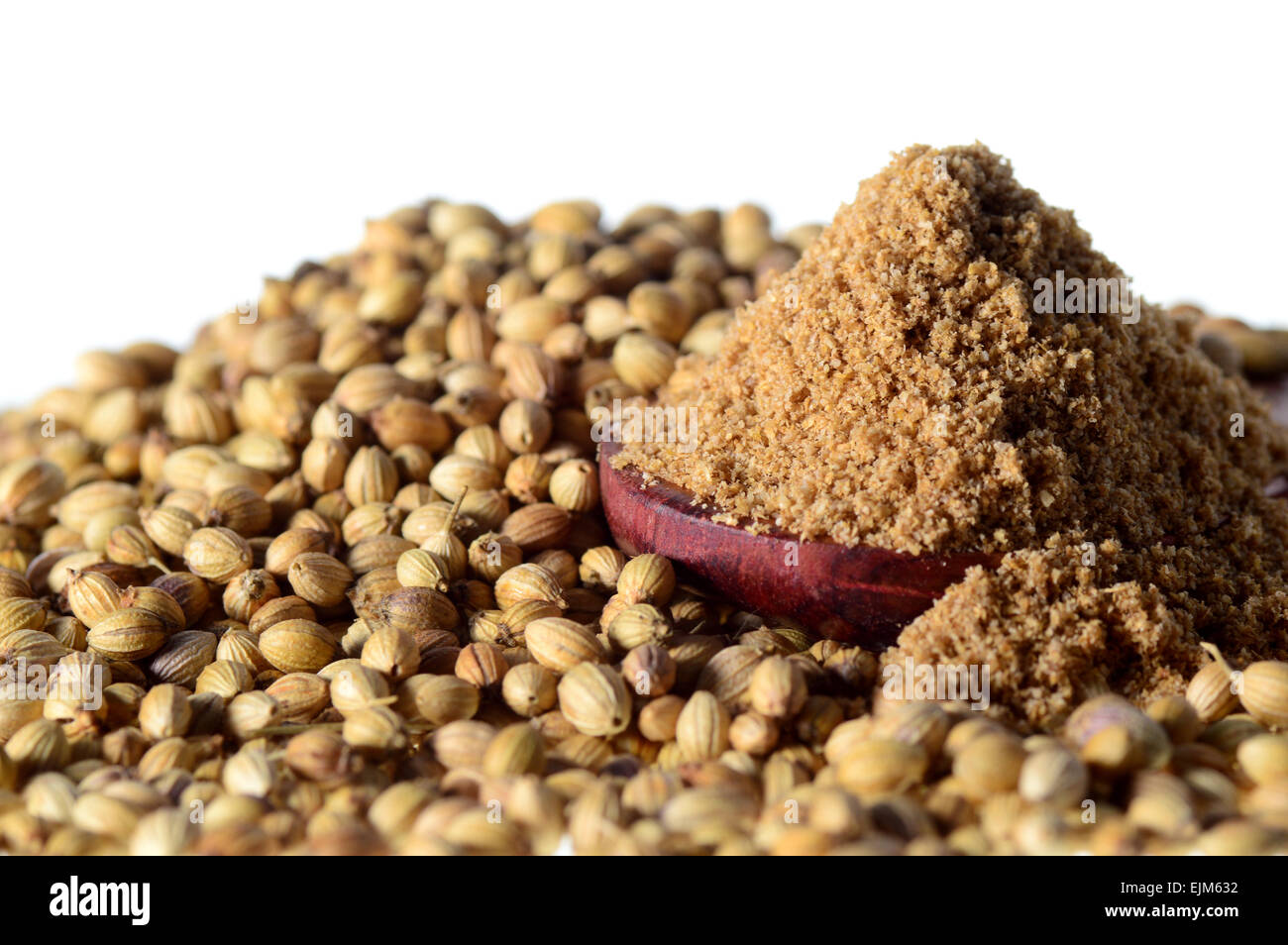 Coriander seeds, Fresh Coriander and Powdered coriander isolated on ...