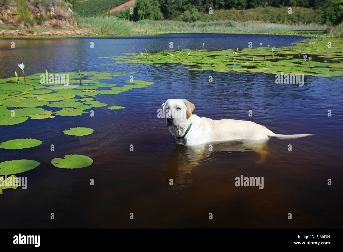 Labrador in a lake Stock Photo - Alamy