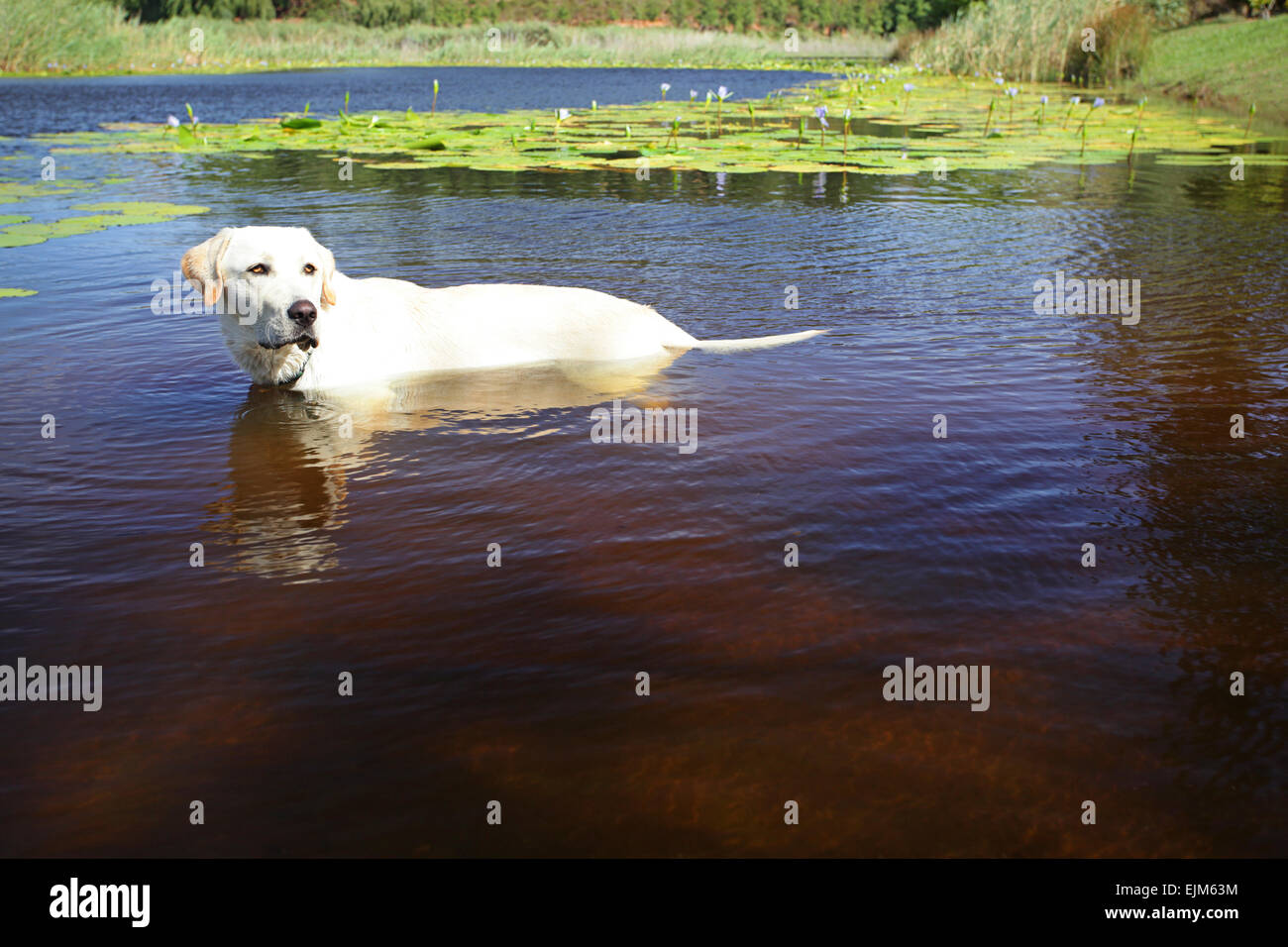 Labrador in a lake Stock Photo - Alamy