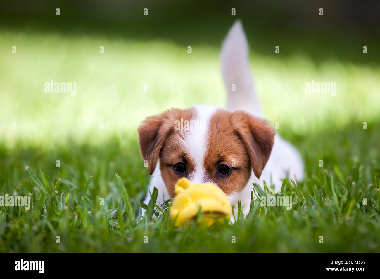 Jack Russell Terrier puppy playing with a toy Stock Photo - Alamy