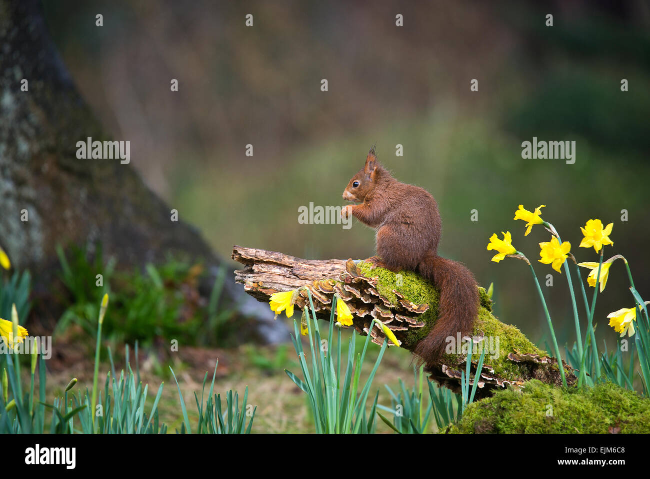 Red squirrel ( Sciurus vulgaris ) in spring Stock Photo - Alamy