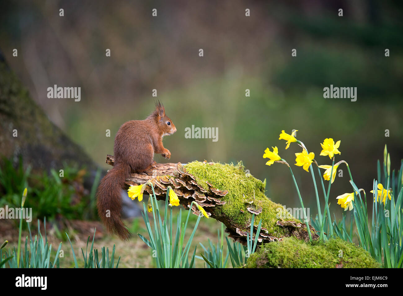 Red squirrel ( Sciurus vulgaris ) in spring Stock Photo - Alamy