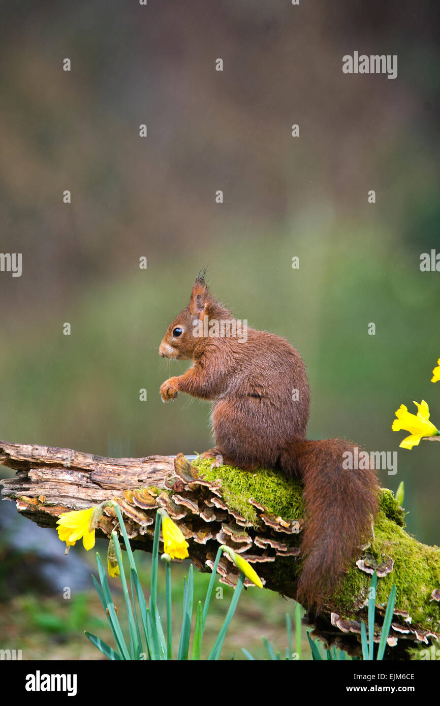 Red squirrel ( Sciurus vulgaris ) in spring Stock Photo - Alamy