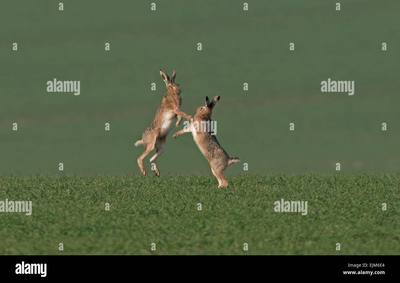 Boxing hares uk hi-res stock photography and images - Alamy
