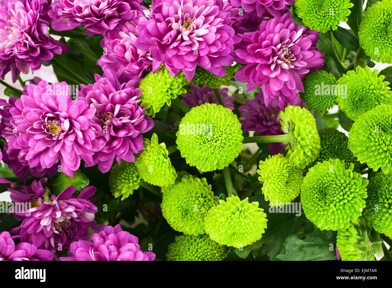 Colorful Chrysanthemum flowers blooming in garden. For use as nature ...
