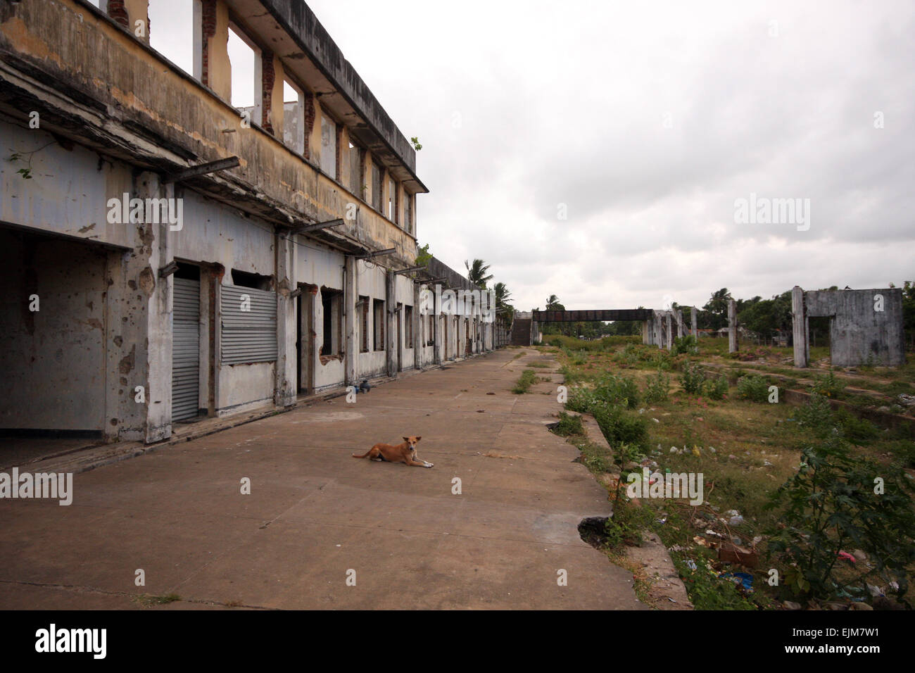 ruined station with stray dog, Jaffna, Sri Lanka Stock Photo - Alamy