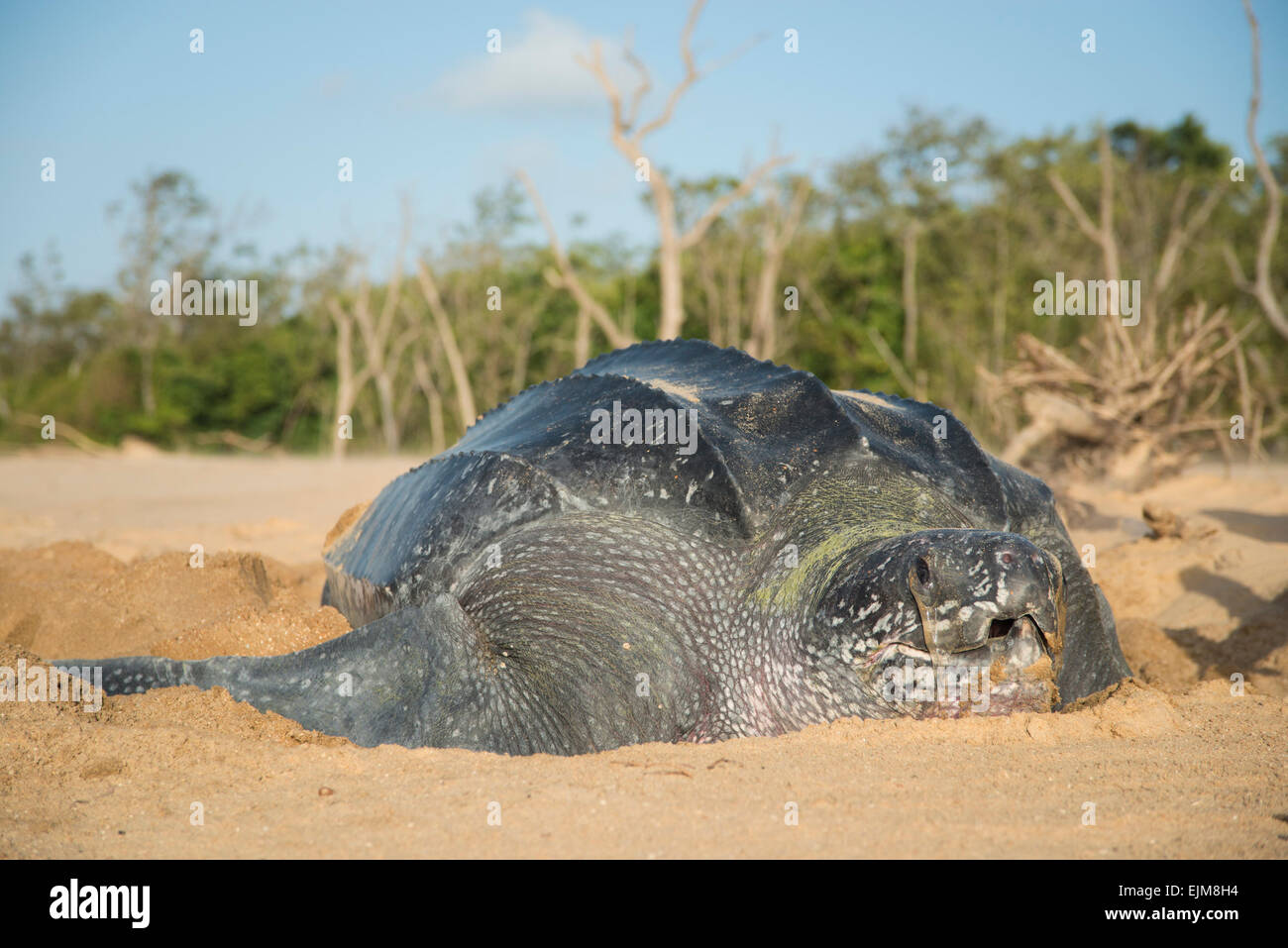 Leatherback sea turtle nesting on the beach, Dermochelys coriacea ...