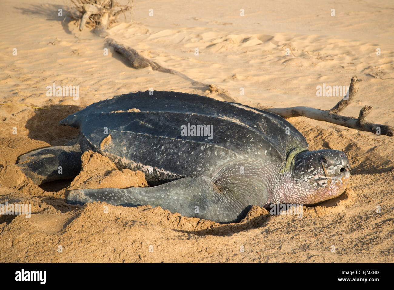 Leatherback sea turtle nesting on the beach, Dermochelys coriacea ...