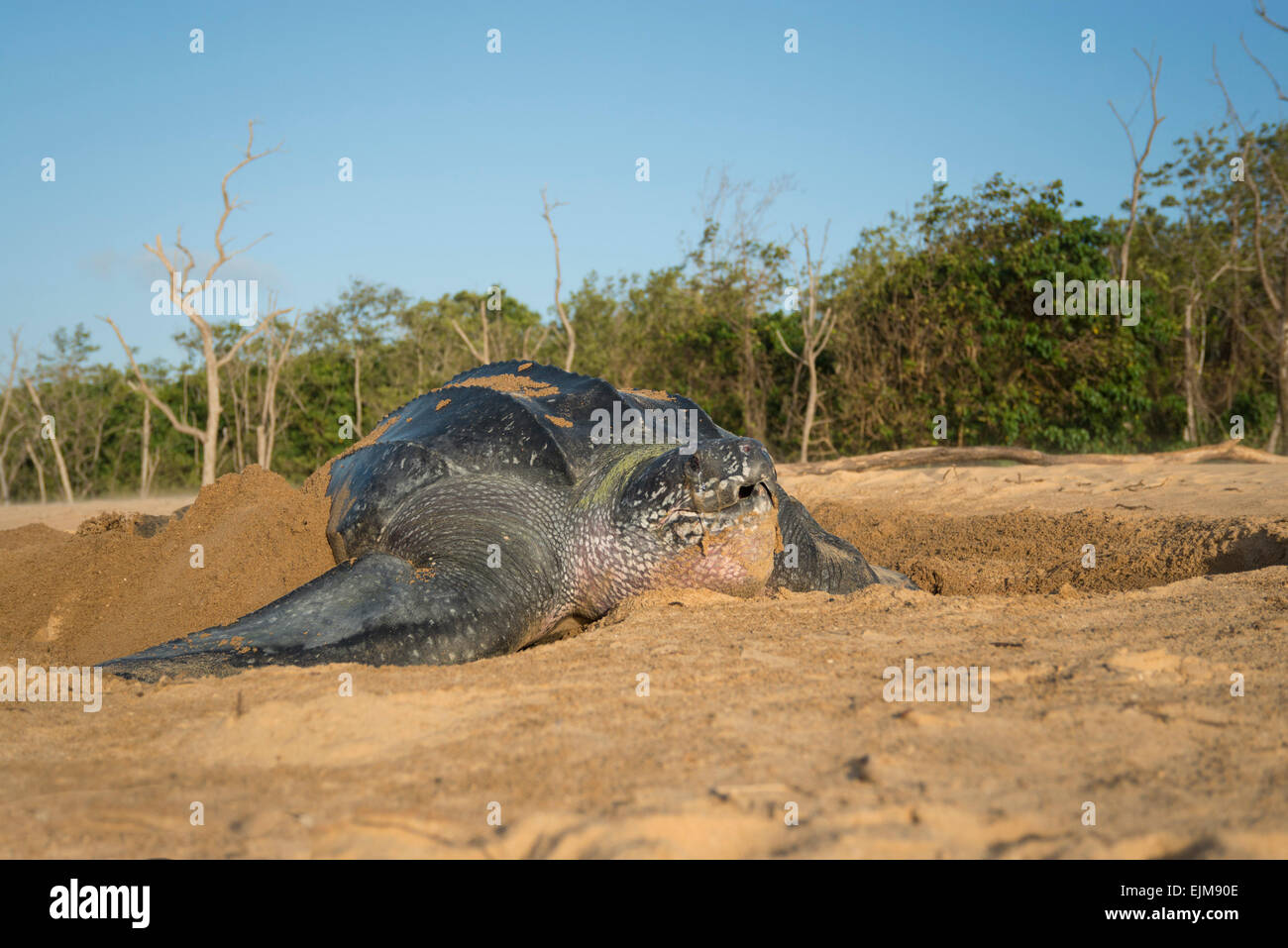 Leatherback sea turtle nesting on the beach, Dermochelys coriacea ...