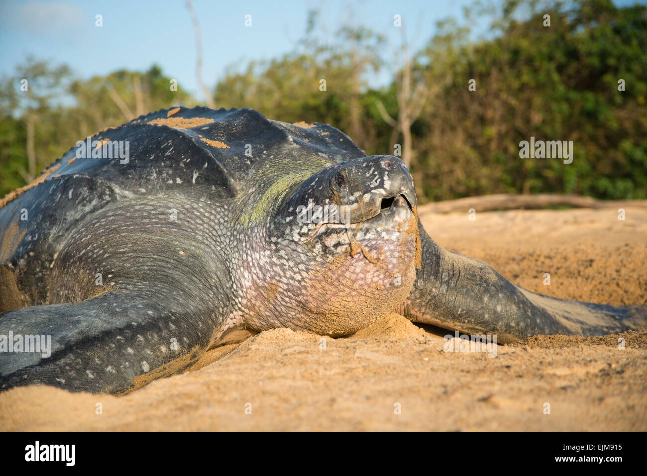Leatherback sea turtle nesting on the beach, Dermochelys coriacea ...