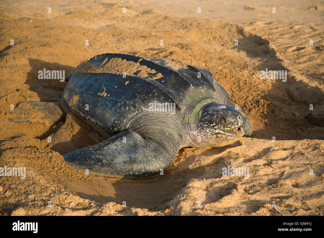 Leatherback Sea Turtle Nesting High Resolution Stock Photography and ...