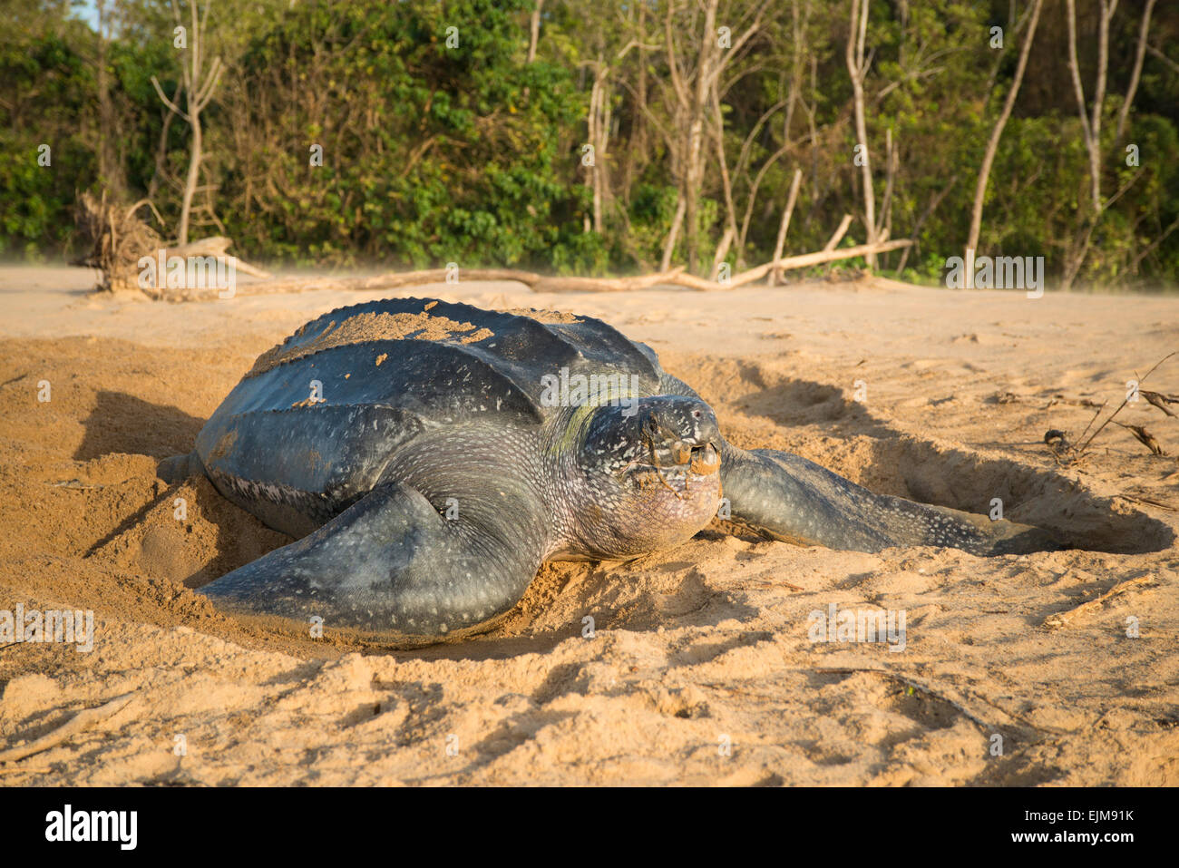 Leatherback sea turtle nesting on the beach, Dermochelys coriacea ...