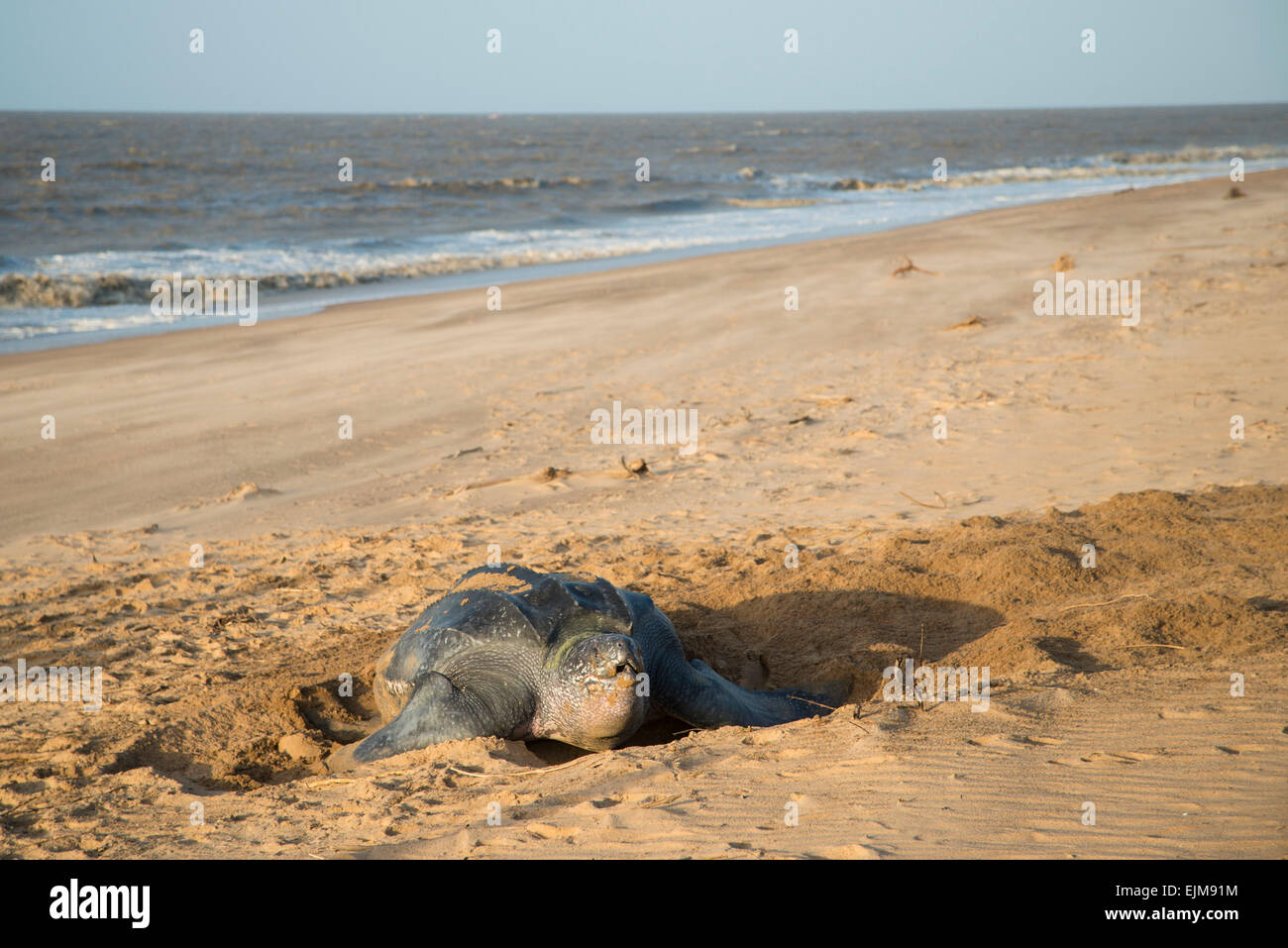 Leatherback sea turtle nesting on the beach, Dermochelys coriacea ...