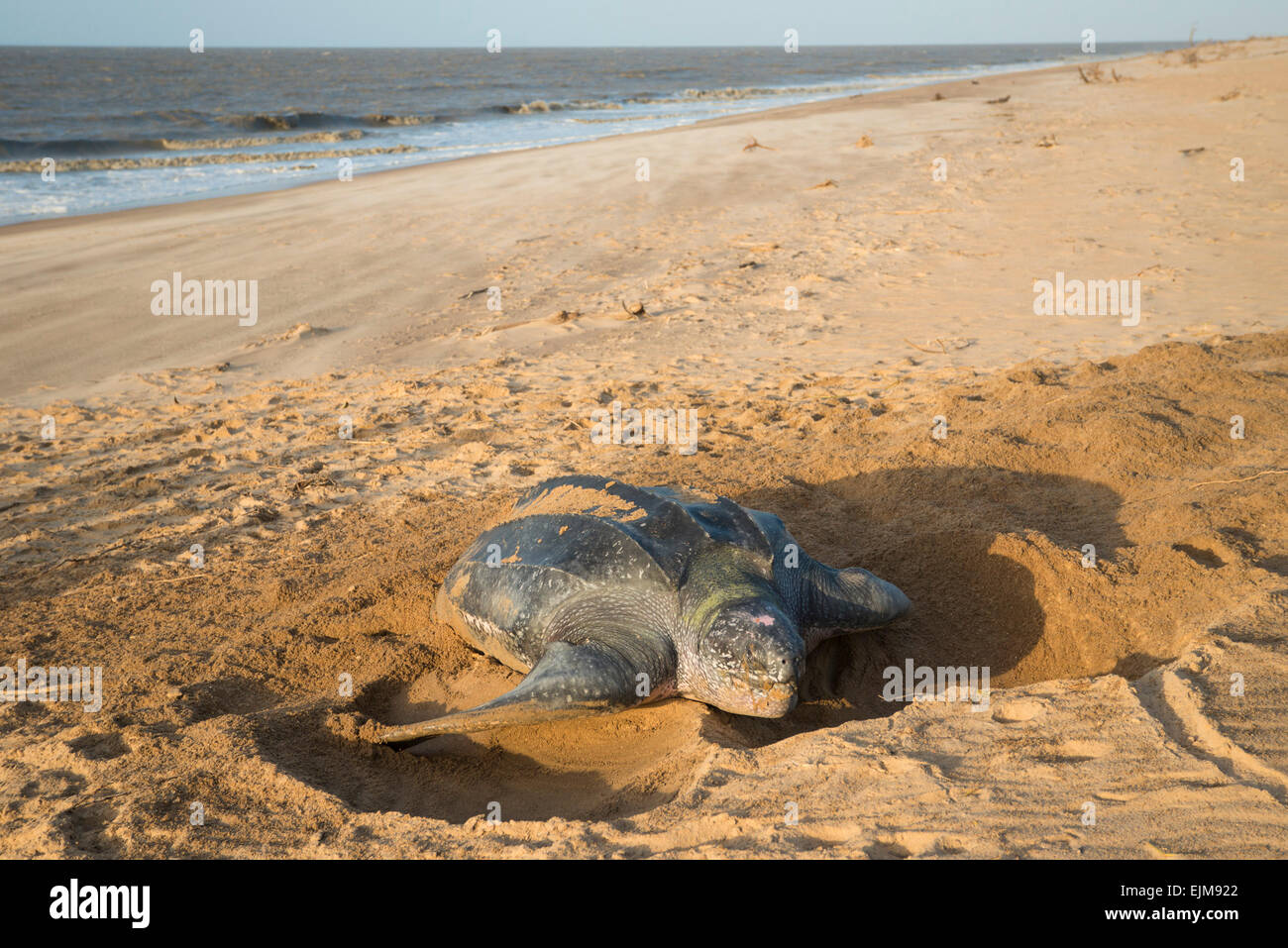 Leatherback sea turtle nesting on the beach, Dermochelys coriacea ...