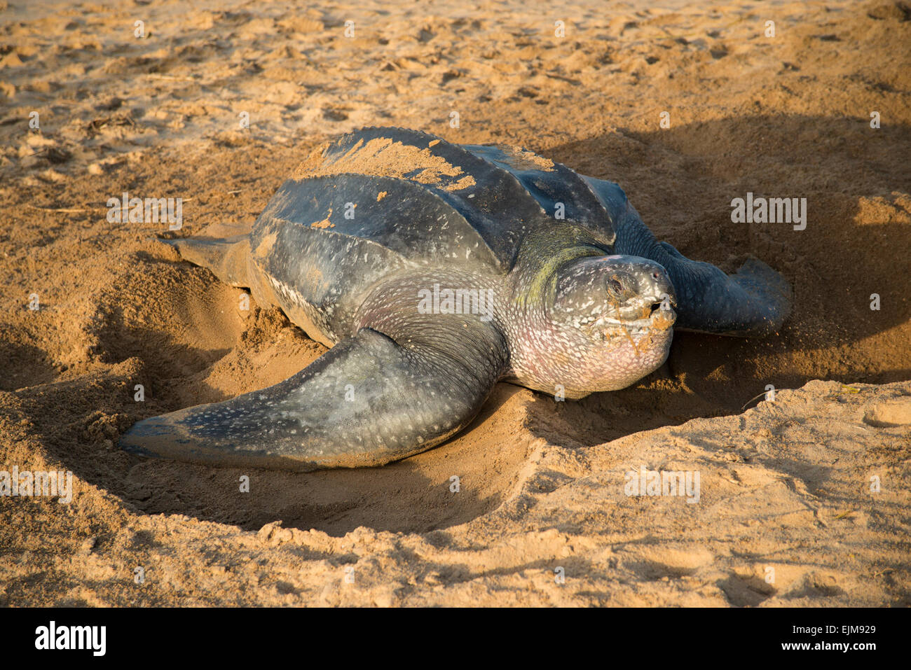 Leatherback sea turtle nesting on the beach, Dermochelys coriacea ...