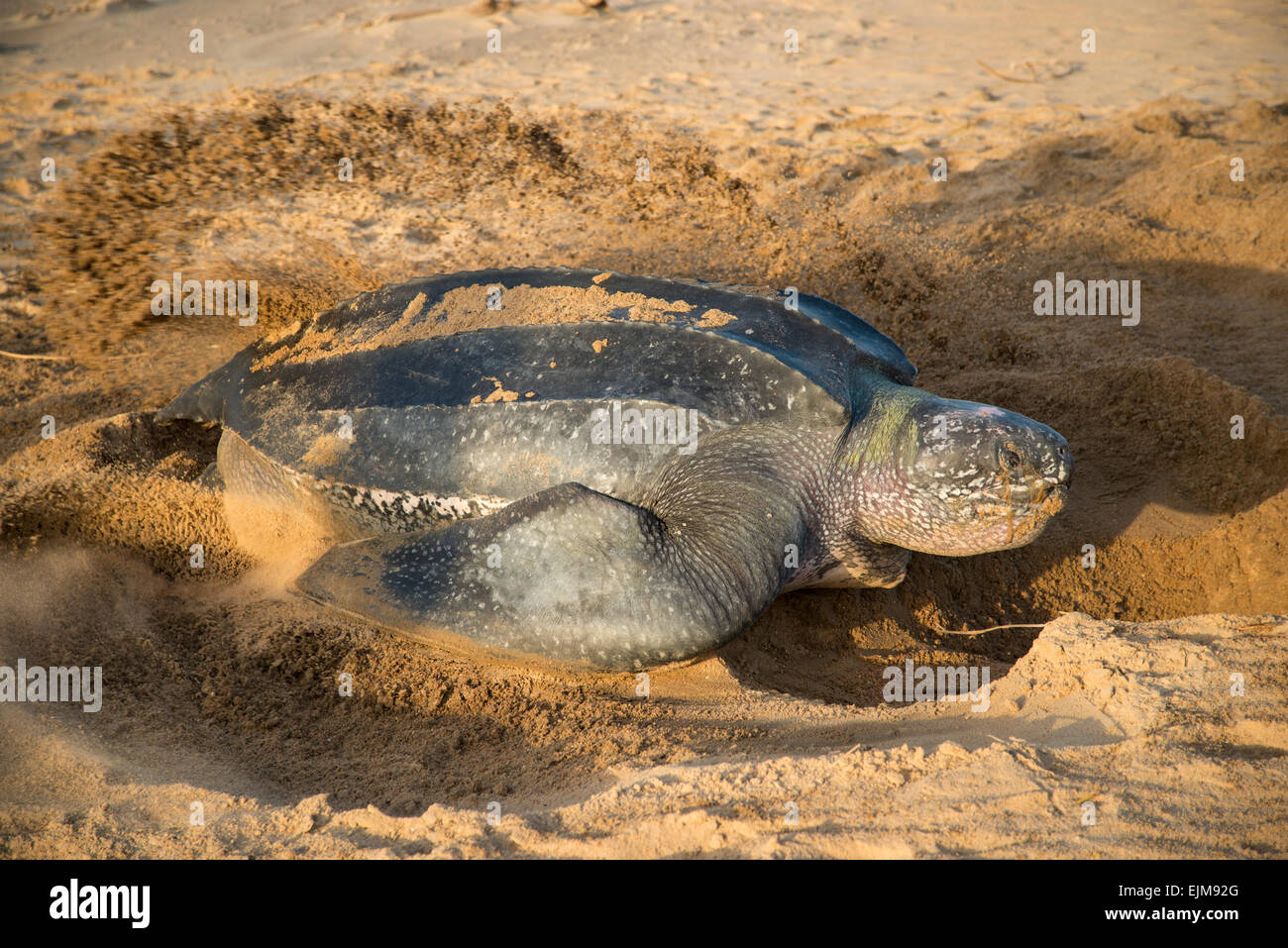 Leatherback sea turtle nesting on the beach, Dermochelys coriacea ...