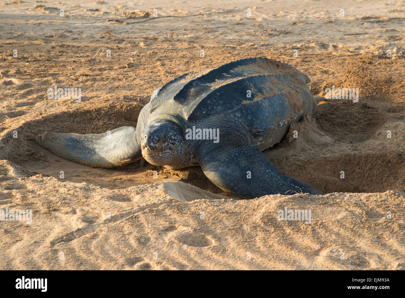 Leatherback sea turtle nesting on the beach, Dermochelys coriacea ...