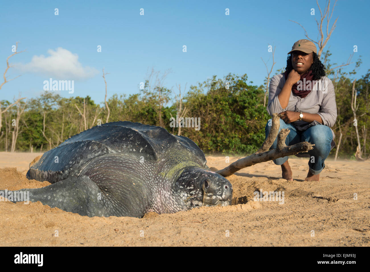 Tourist watching a Leatherback sea turtle nesting on the beach ...