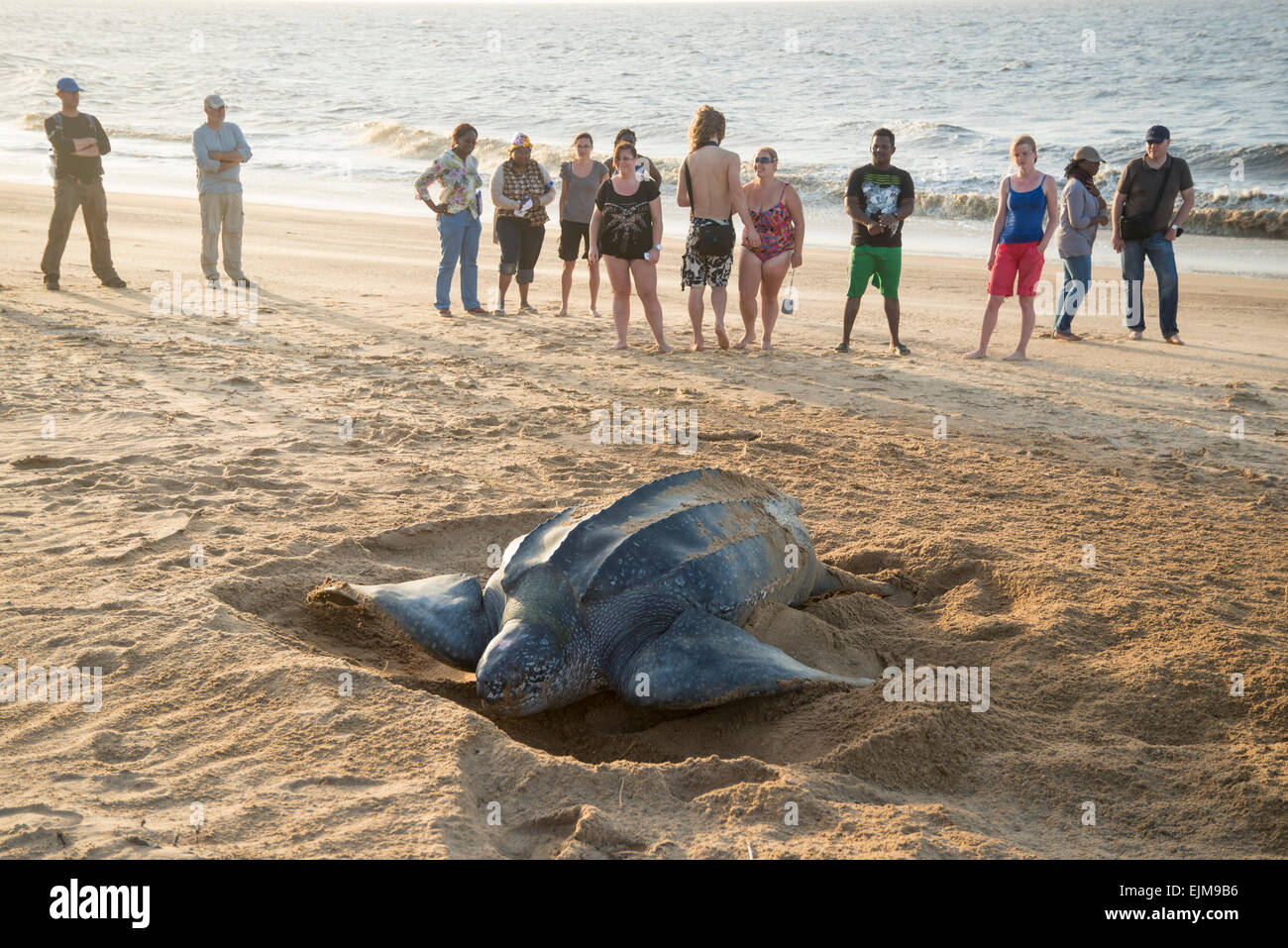 Tourists watching a Leatherback sea turtle nesting on the beach ...