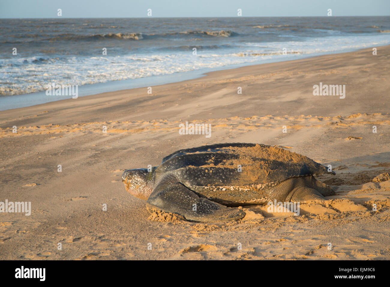 Leatherback sea turtle returning to the sea after nesting on the beach ...