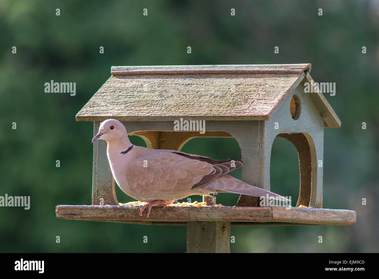 Wooden bird table hi-res stock photography and images - Alamy