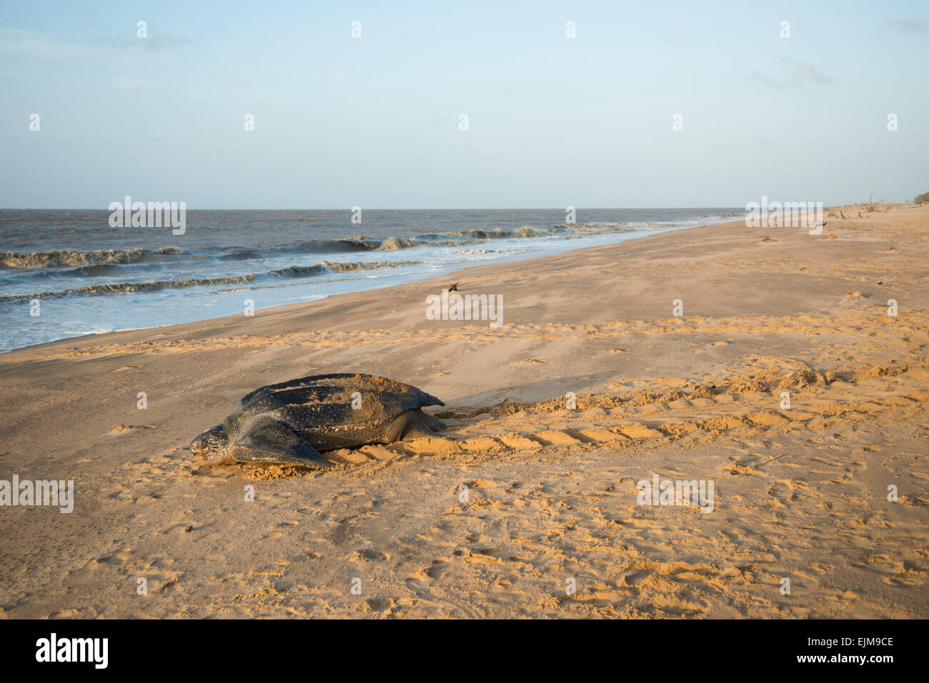 Leatherback sea turtle returning to the sea after nesting on the beach ...