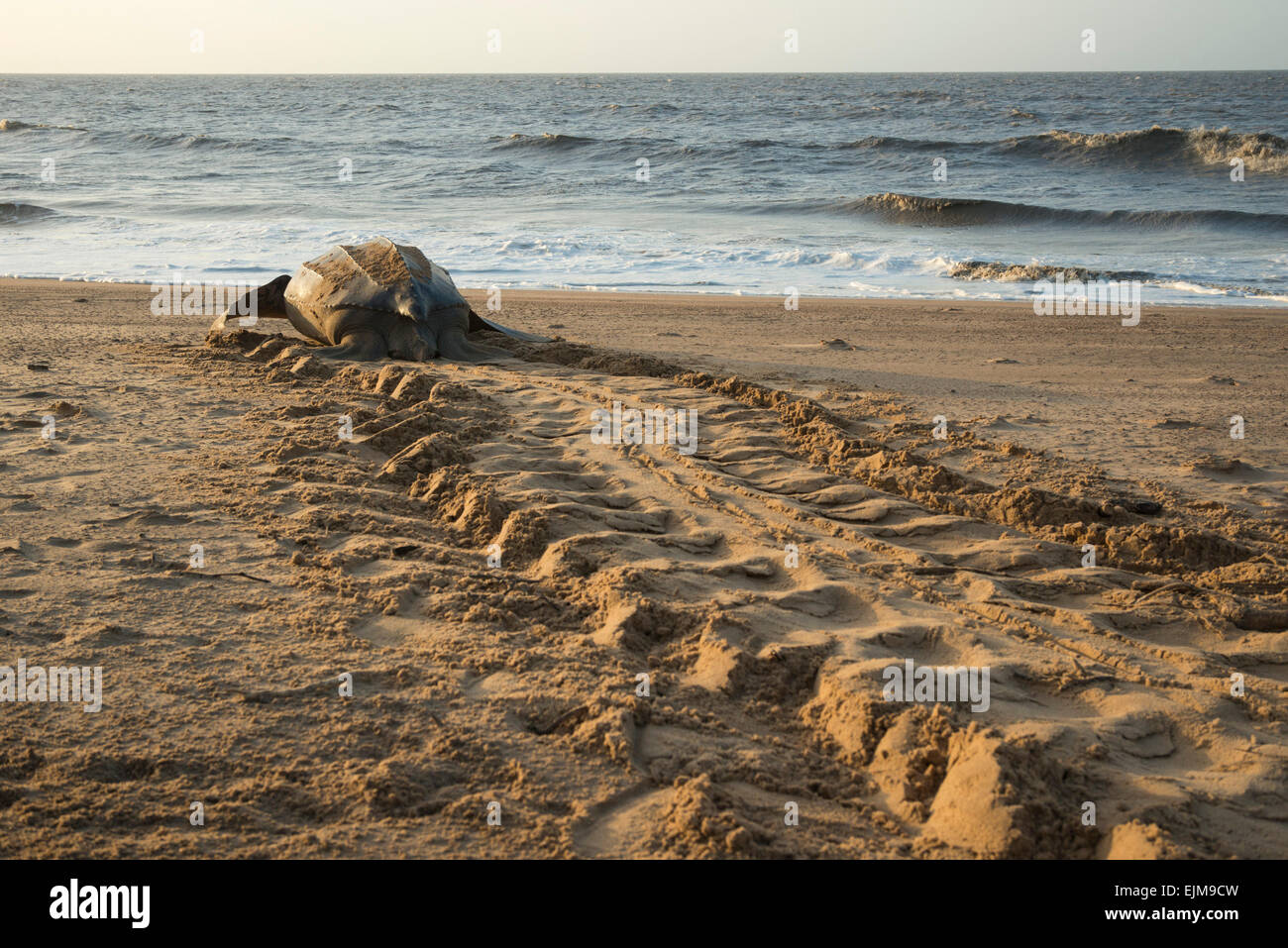Leatherback sea turtle returning to the sea after nesting on the beach ...